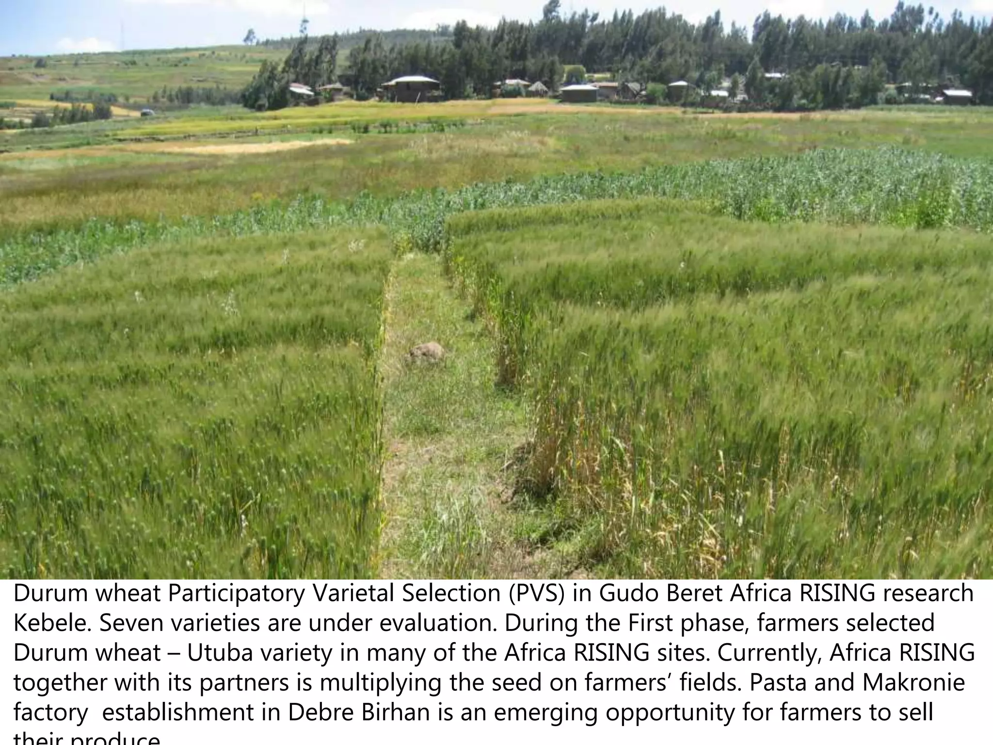 Photo report on Africa RISING research for development (R4D) and ...