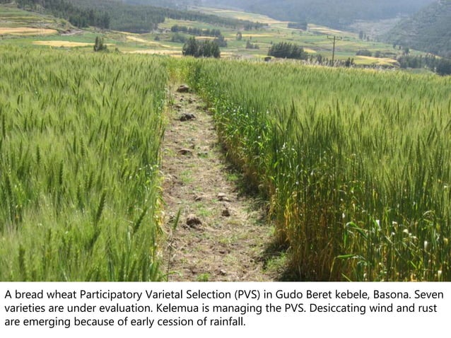 Photo report on Africa RISING research for development (R4D) and ...