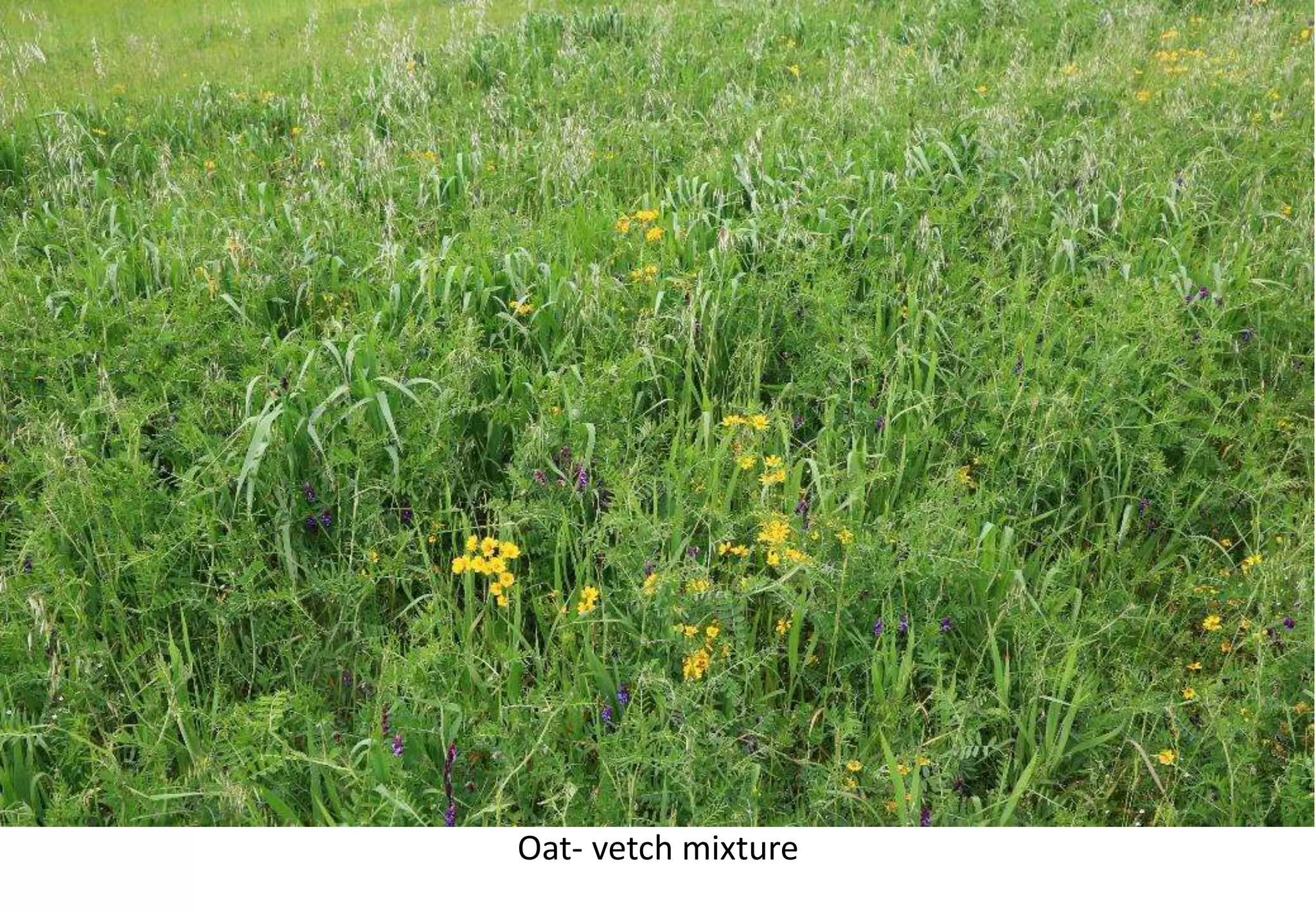 Photo report on assessment of sample farms for various stages of forage ...