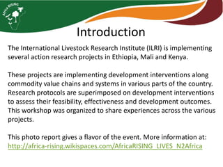 Photo report on LIVES, Africa RISING, N2Africa Ethiopia joint workshop ...
