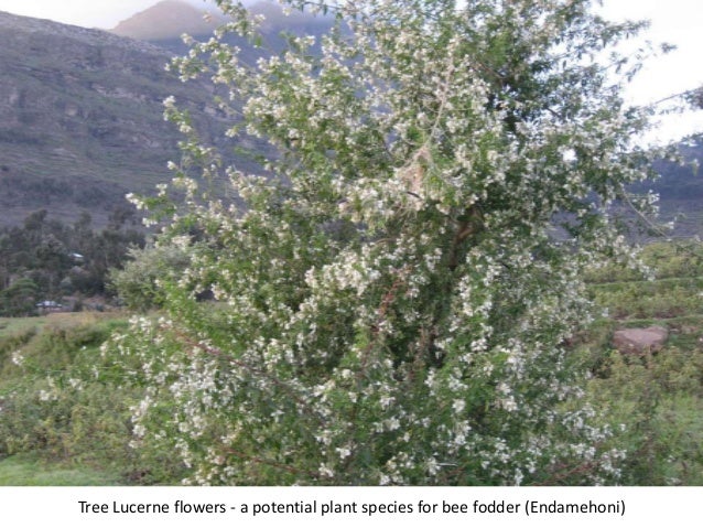 Photo report on tree Lucerne (Chamaecytisus palmensis) research in Af…