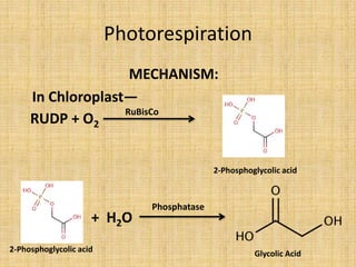 PHOTORESPIRATION | PPTX