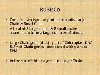 PHOTORESPIRATION | PPTX