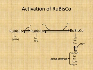 PHOTORESPIRATION | PPTX