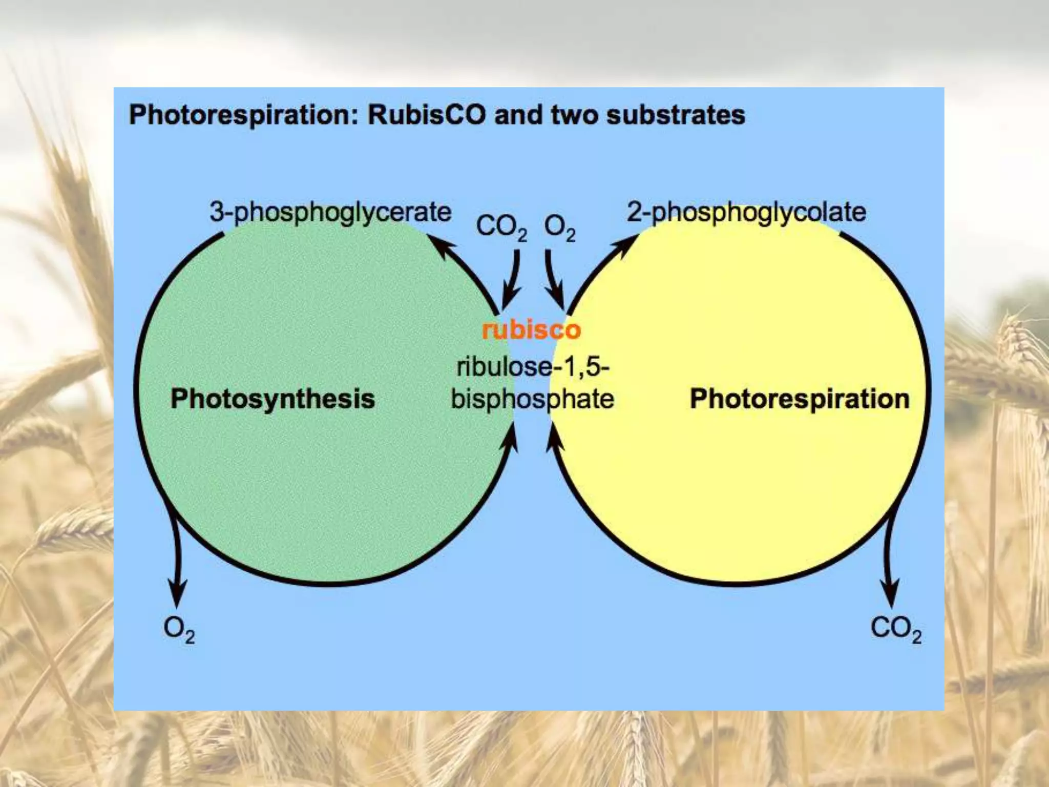 Photorespiration | PPTX