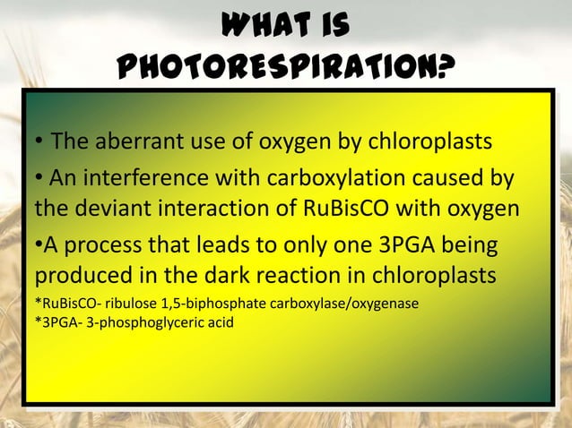 Photorespiration | PPTX | Chemistry | Science