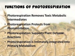 Photorespiration | PPTX