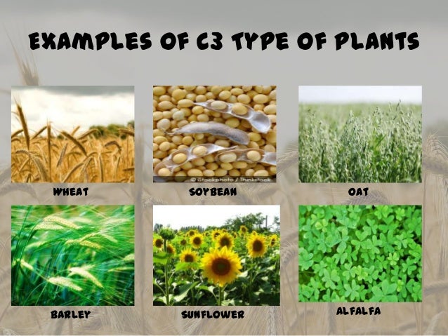 C4 Photosynthesis Examples