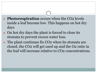 Photorespiration | PPTX