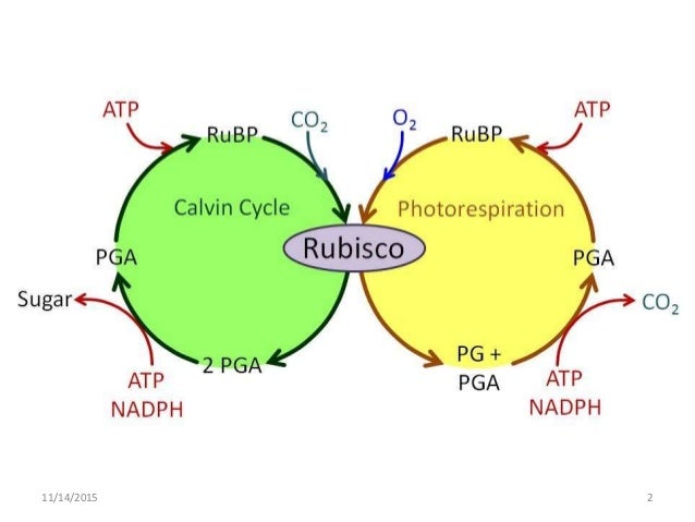 Photorespiration