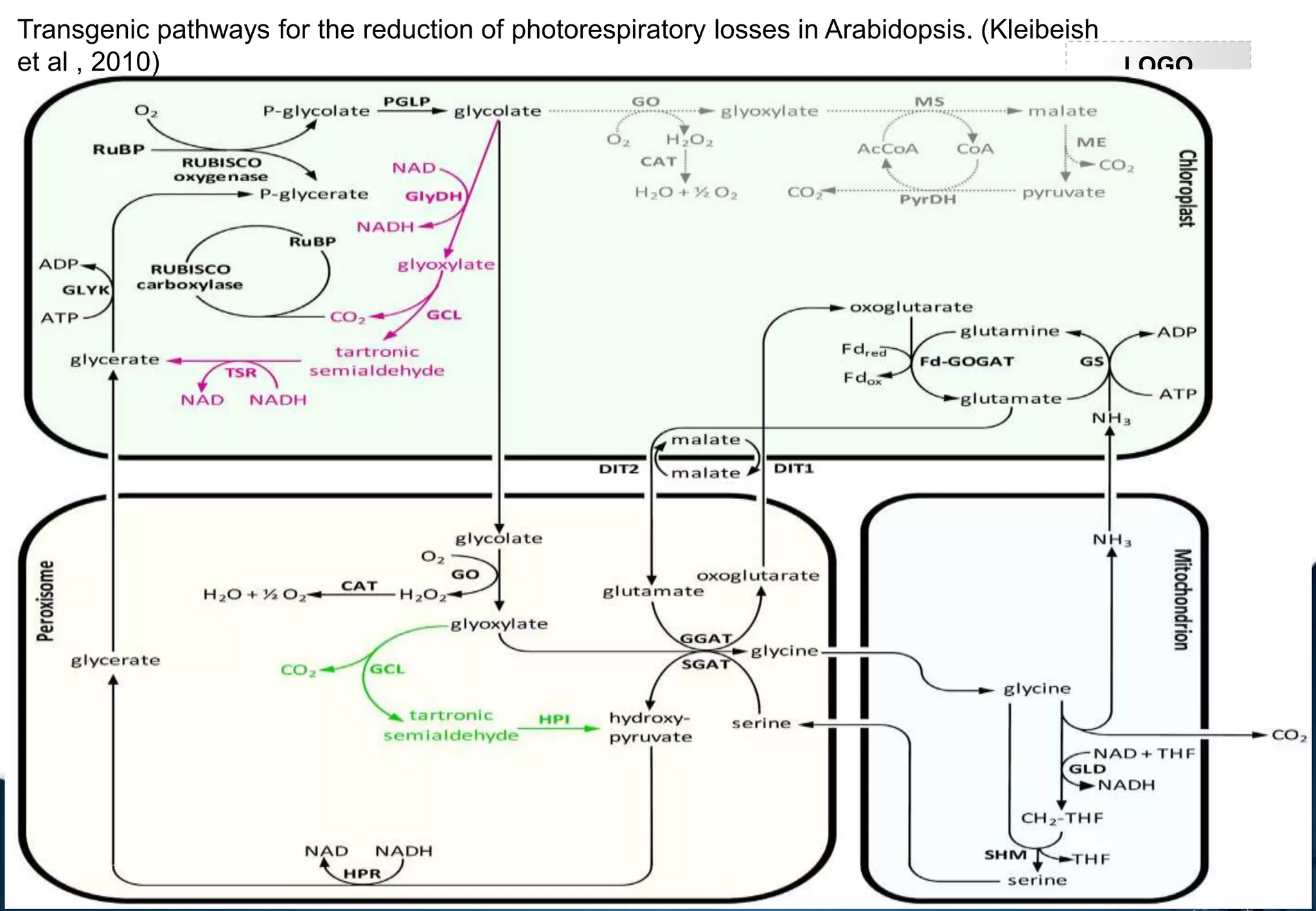 Photorespiration | PPT