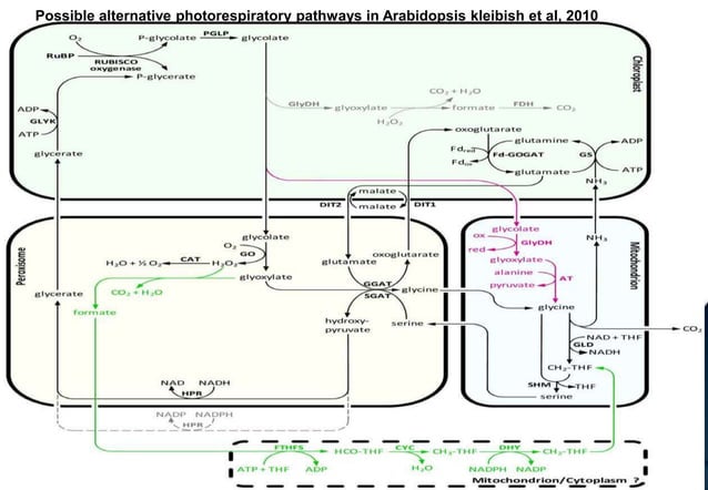 Photorespiration | PPT