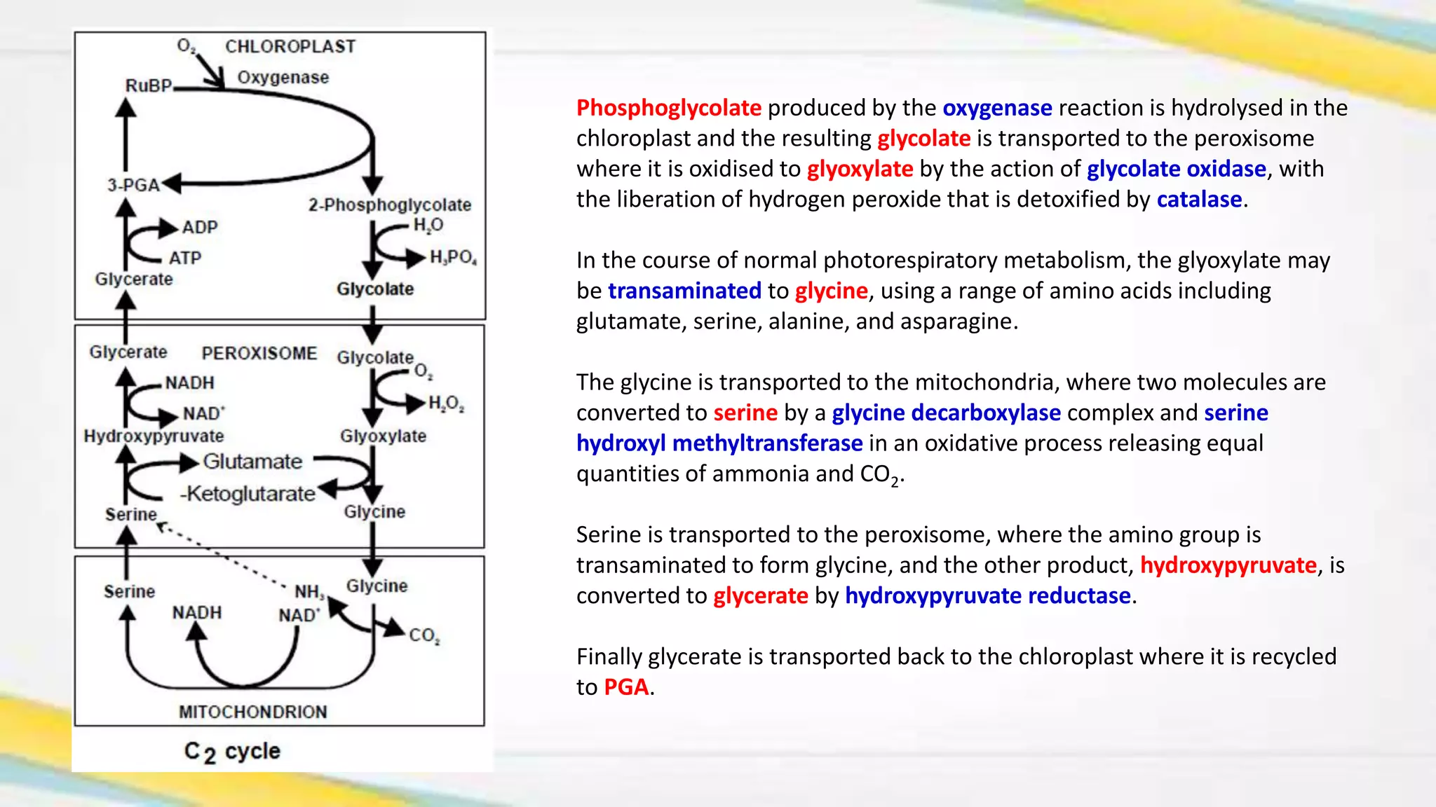 Photorespiration | PPTX