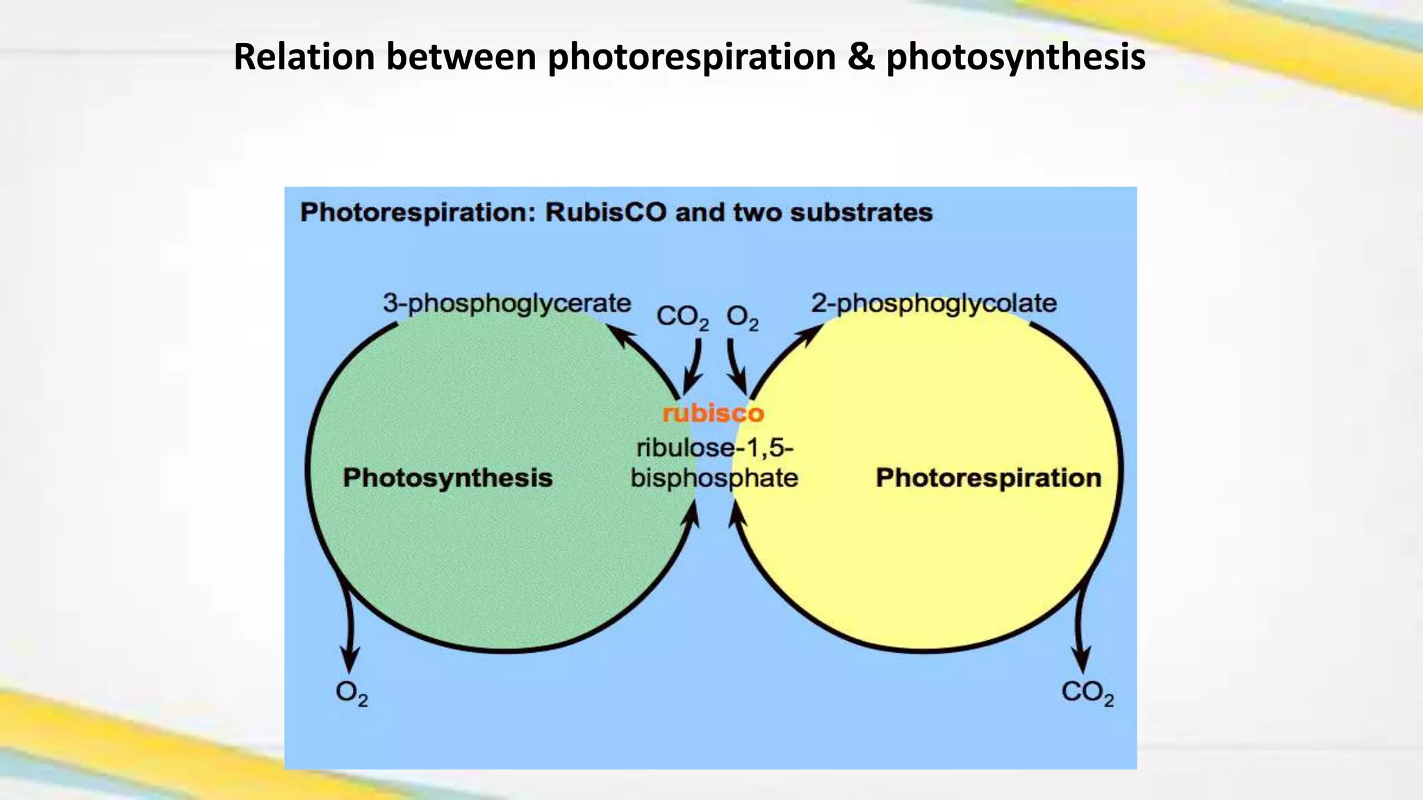 Photorespiration | PPTX