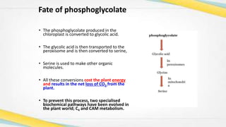 Photorespiration | PPTX
