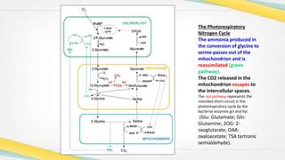 Photorespiration | PPTX