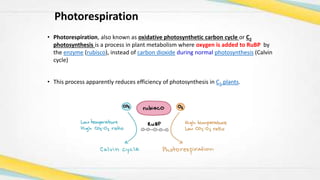 Photorespiration | PPTX