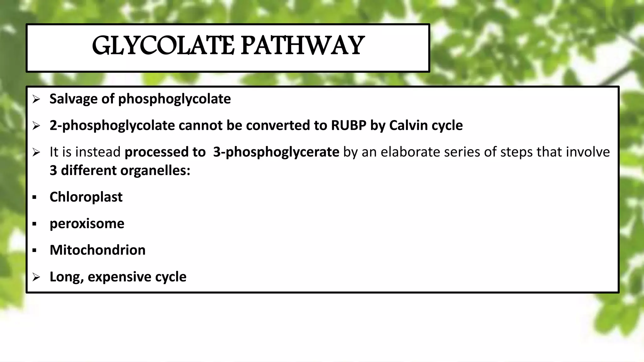 Photorespiration, C2 cycle, Glycolate Pathway | PPTX