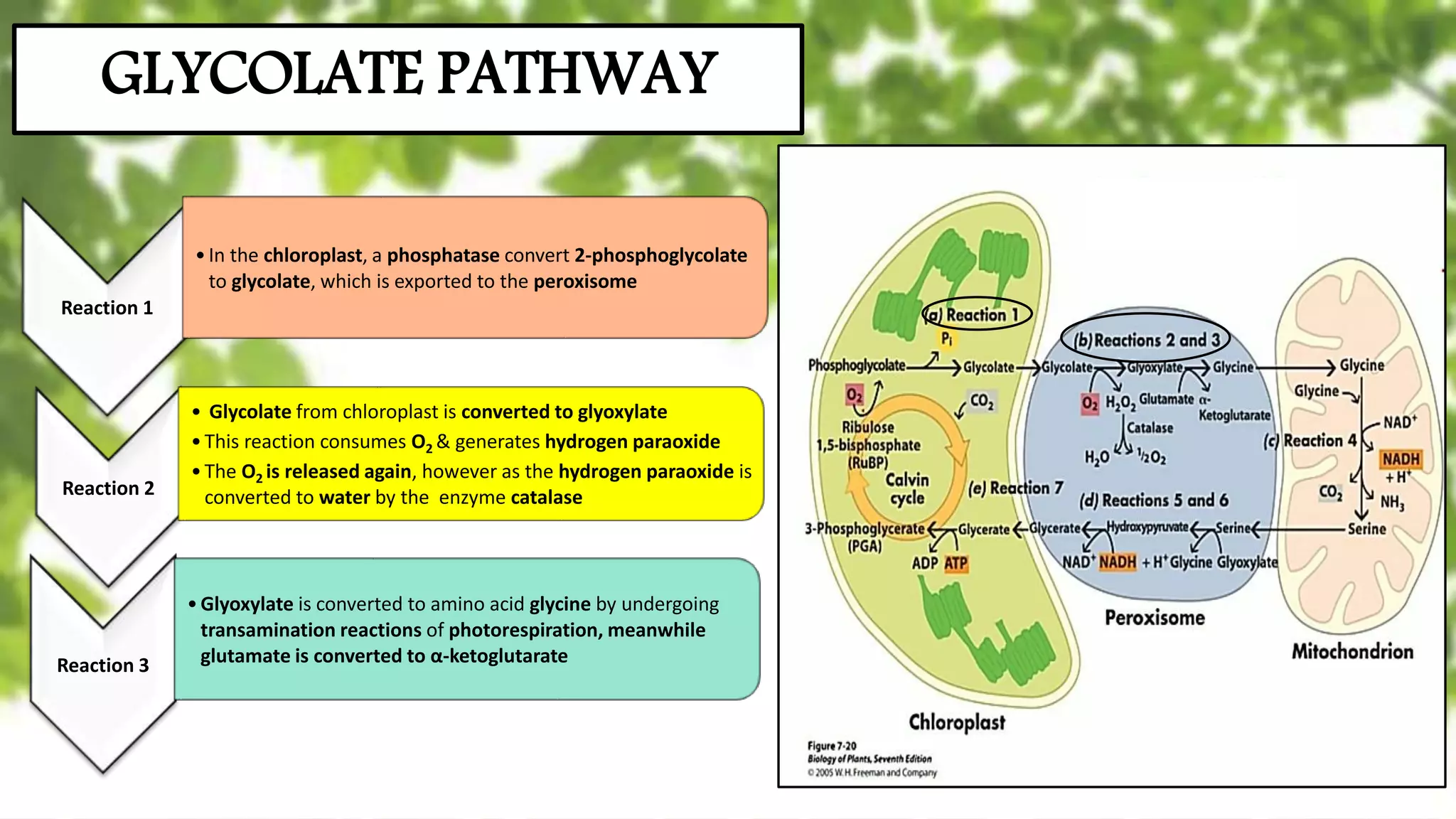 Photorespiration, C2 cycle, Glycolate Pathway | PPTX