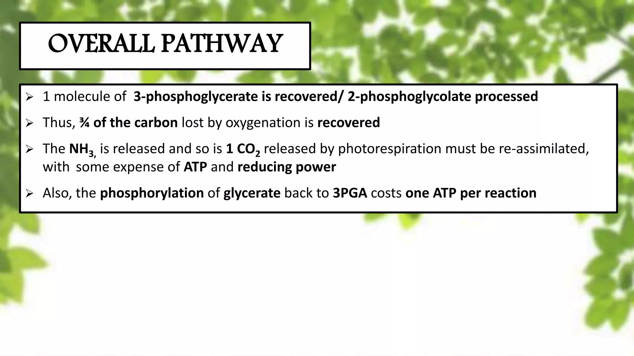 Photorespiration, C2 cycle, Glycolate Pathway | PPTX