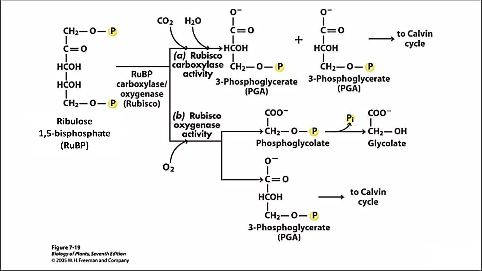 Photorespiration, C2 cycle, Glycolate Pathway | PPTX