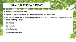 Photorespiration, C2 cycle, Glycolate Pathway | PPTX