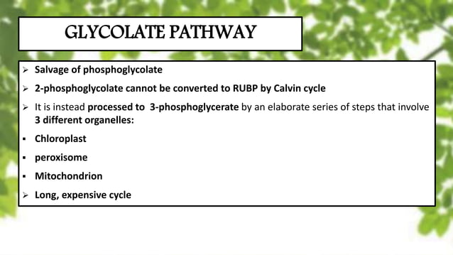 Photorespiration, C2 cycle, Glycolate Pathway | PPTX | Chemistry | Science