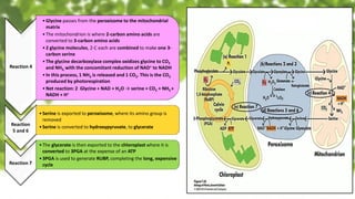Photorespiration, C2 cycle, Glycolate Pathway | PPTX