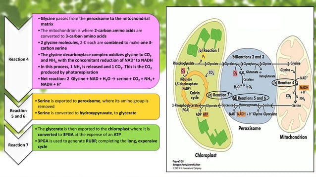 Photorespiration, C2 cycle, Glycolate Pathway | PPTX | Chemistry | Science