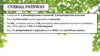 Photorespiration, C2 cycle, Glycolate Pathway | PPTX