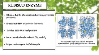 Photorespiration, C2 cycle, Glycolate Pathway | PPTX