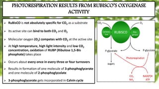Photorespiration, C2 cycle, Glycolate Pathway | PPTX | Chemistry | Science