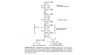 Photorespiration, C2 cycle, Glycolate Pathway | PPTX