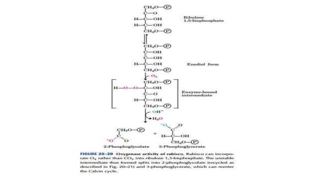 Photorespiration, C2 cycle, Glycolate Pathway | PPTX | Chemistry | Science