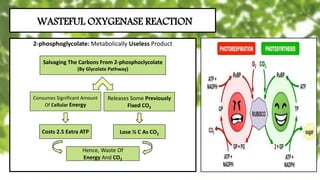 Photorespiration, C2 cycle, Glycolate Pathway | PPTX