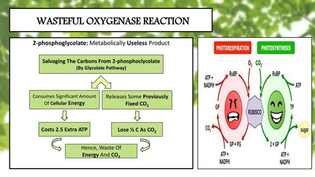 Photorespiration, C2 cycle, Glycolate Pathway | PPTX | Chemistry | Science