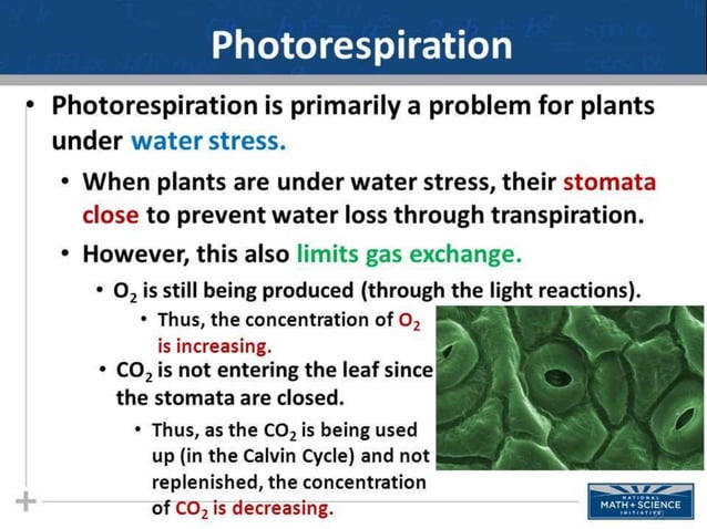 Photorespiration.pptx