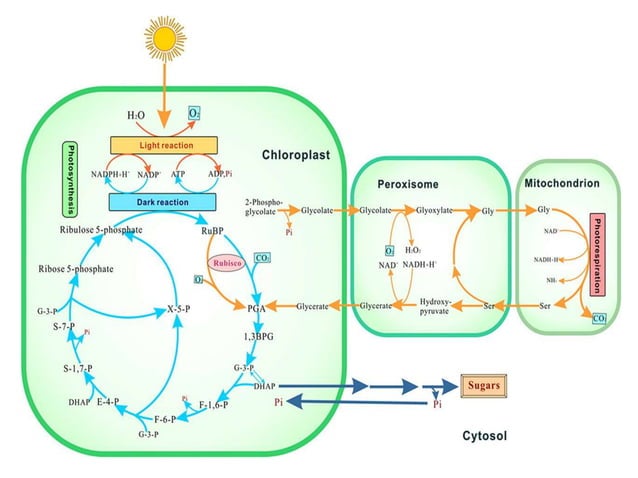 Photorespiration.pptx