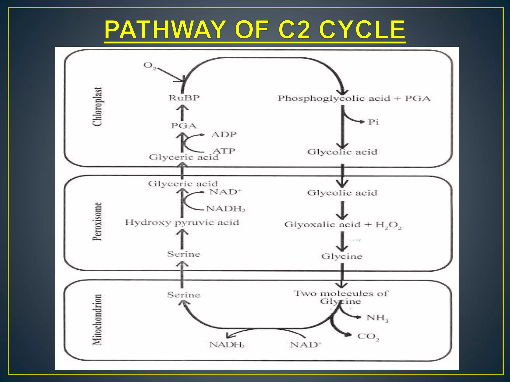 PHOTORESPIRATION.pptx