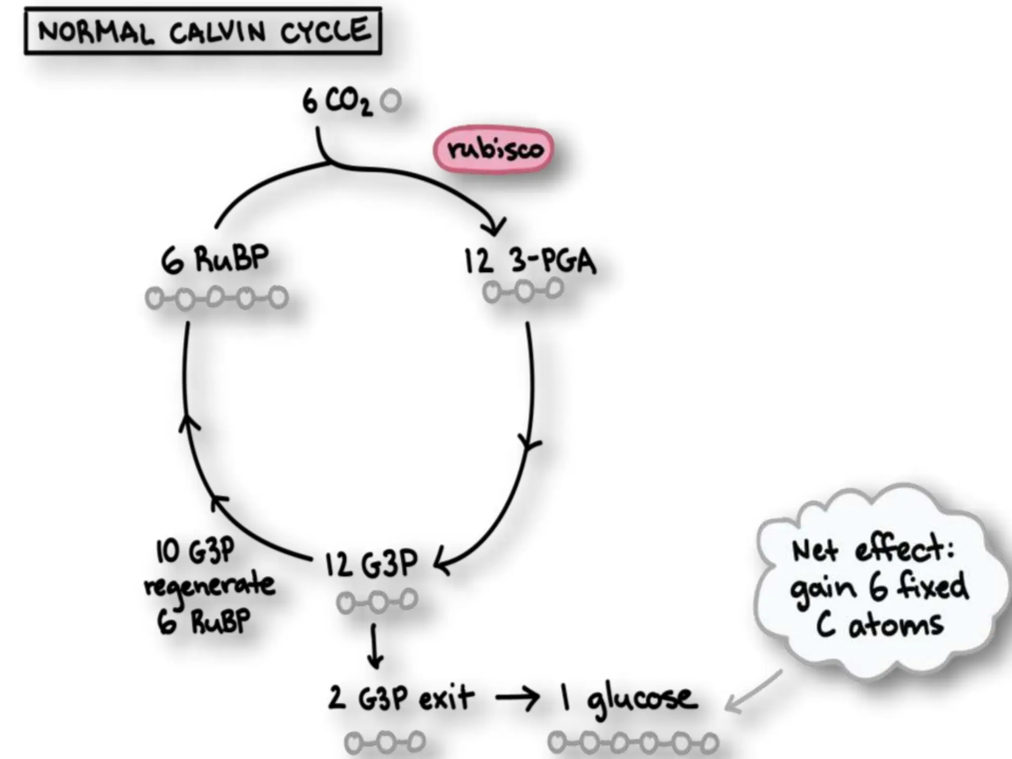 Photorespiration (C2 Pathway) in Plants. | PPTX
