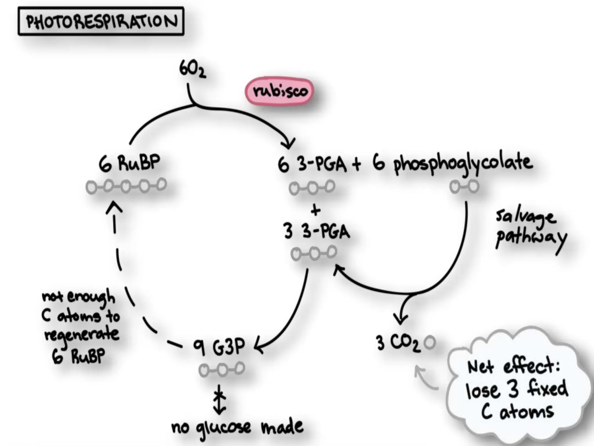 Photorespiration (C2 Pathway) in Plants. | PPTX