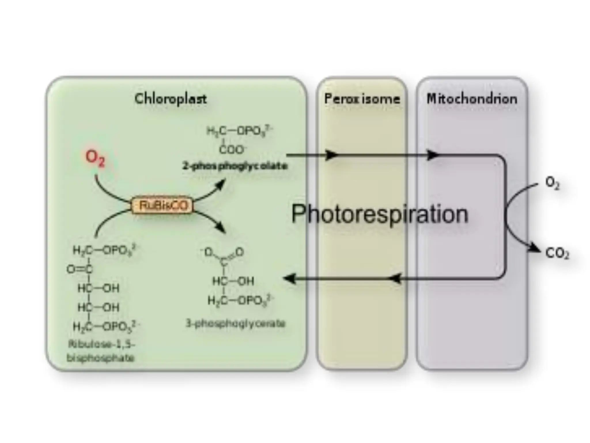 Photorespiration (C2 Pathway) in Plants. | PPTX
