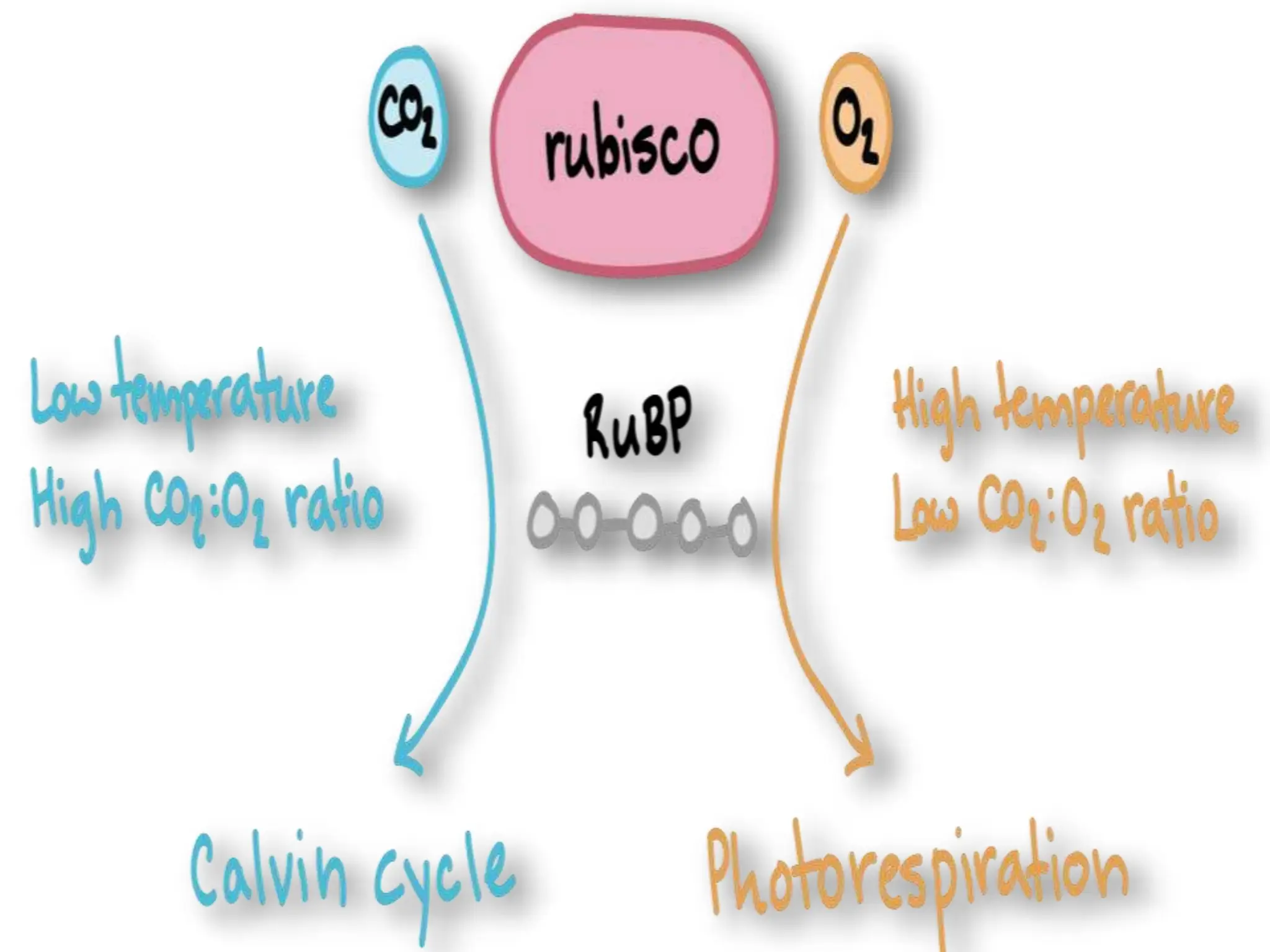 Photorespiration (C2 Pathway) in Plants. | PPTX