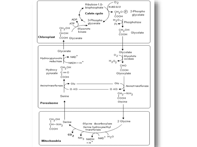 Photorespiration (C2 Pathway) in Plants. | PPTX | Gardening | Home & Garden