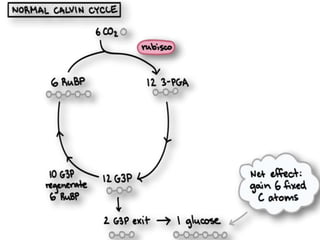 Photorespiration (C2 Pathway) in Plants. | PPTX
