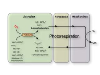 Photorespiration (C2 Pathway) in Plants. | PPTX