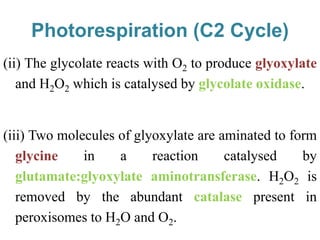 Photorespiration (C2 Pathway) in Plants. | PPTX