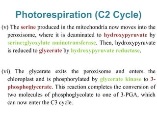 Photorespiration (C2 Pathway) in Plants. | PPTX