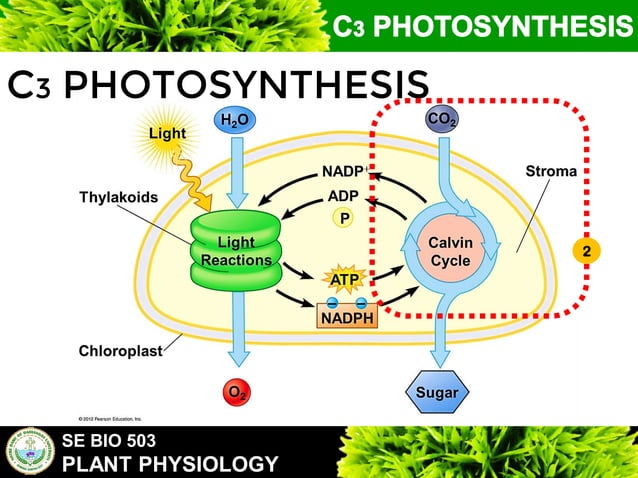 Photosynthesis (C2, C3, C4 and CAM Photosynthesis).pdf | Gardening ...