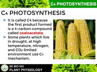 Photosynthesis (C2, C3, C4 and CAM Photosynthesis).pdf